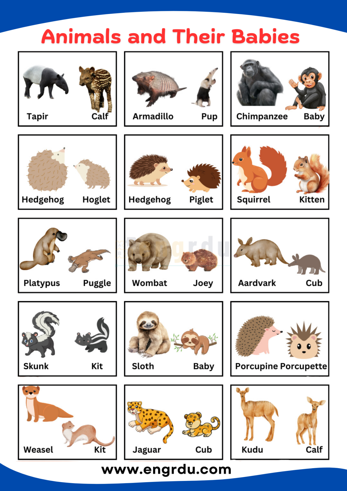 Animals and Their Babies Names with Pictures in English - Engrdu