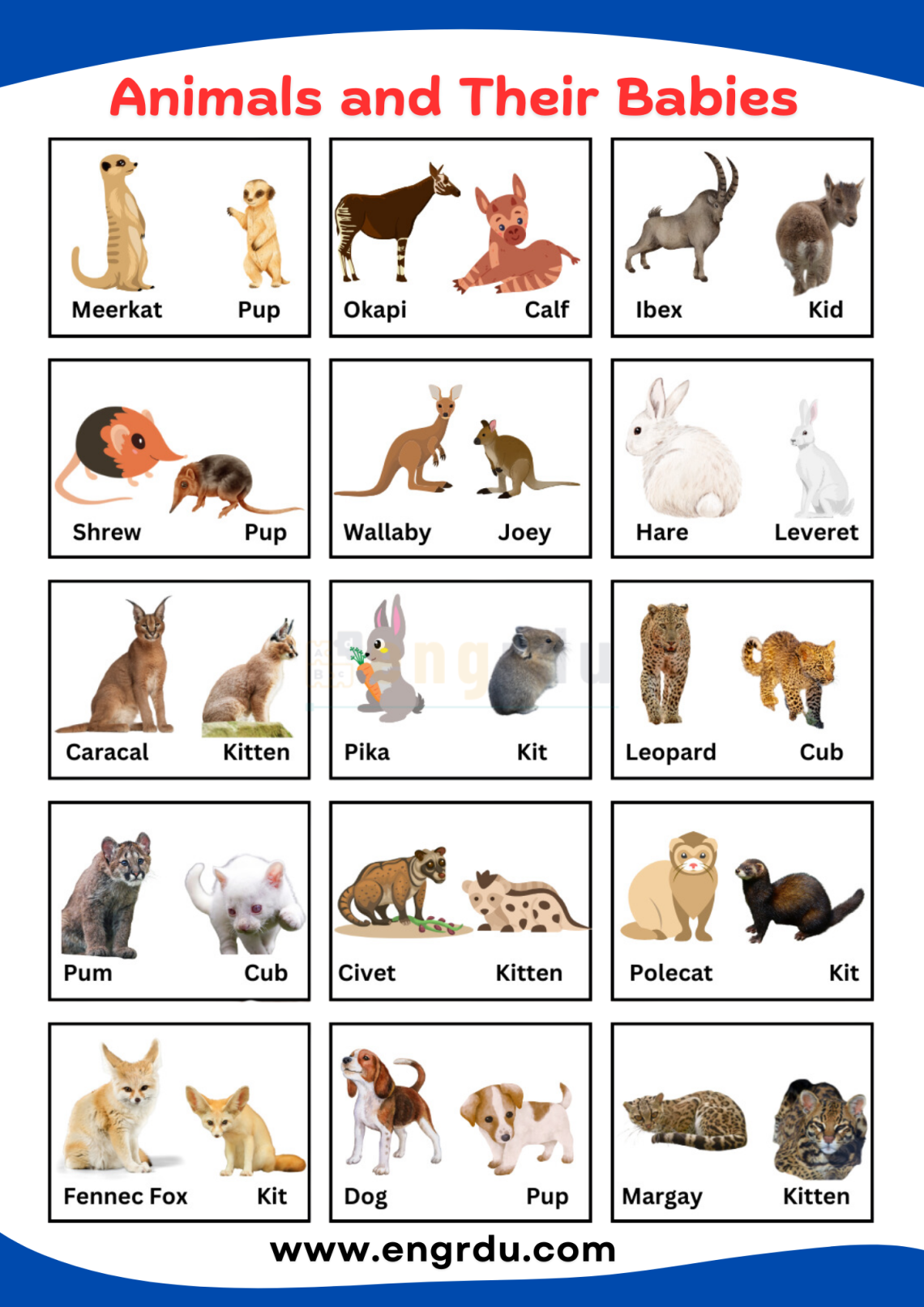 Animals and Their Babies Names with Pictures in English - Engrdu