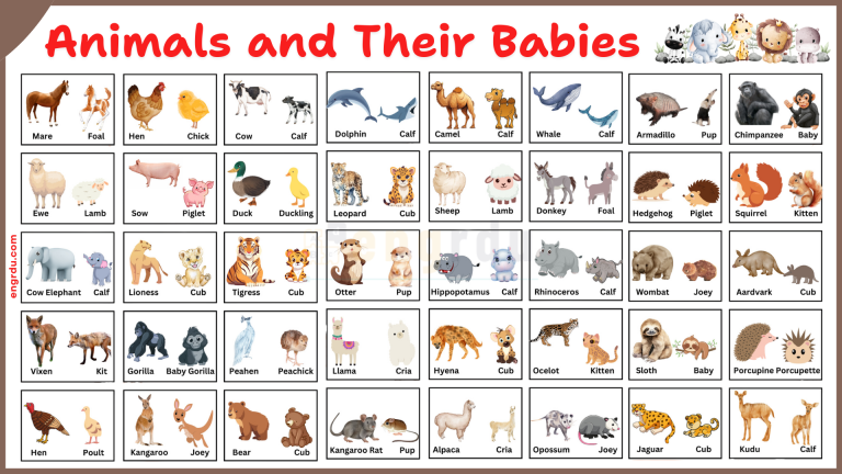 Animals and Their Babies Names with Pictures in English - Engrdu