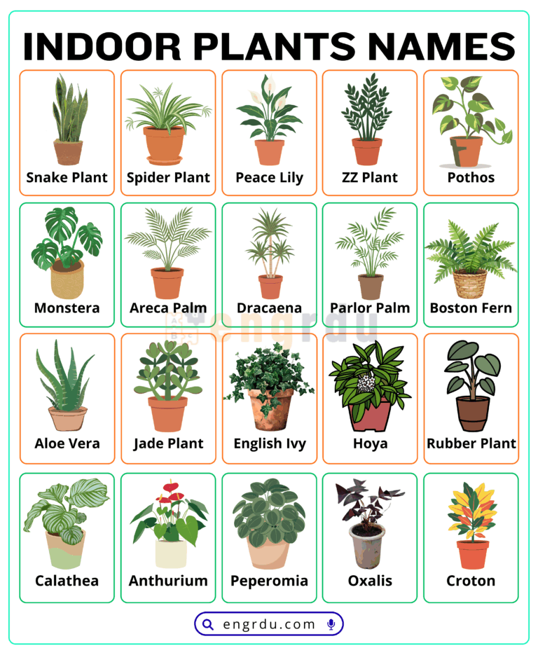 50+ Indoor Plants Names in English with Images - Engrdu