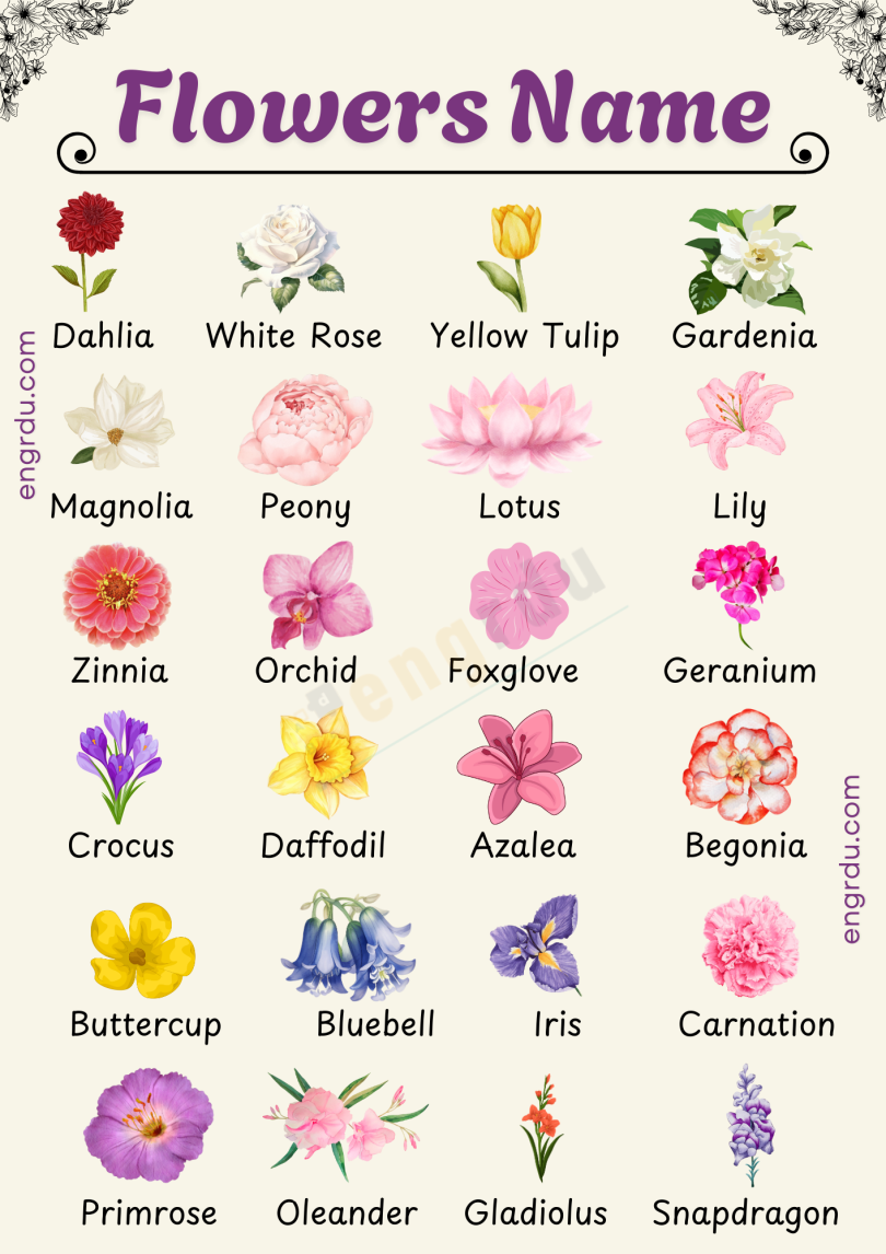 Flowers Names in English with Pictures | 100 Flower Names - Engrdu