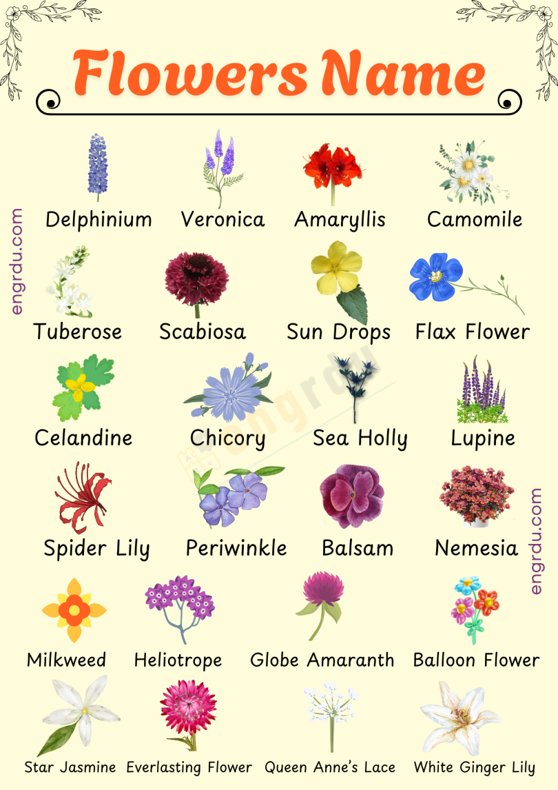 Flowers Names in English with Pictures | 100 Flower Names - Engrdu