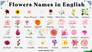 Flowers Names in English with Pictures | 100 Flower Names - Engrdu