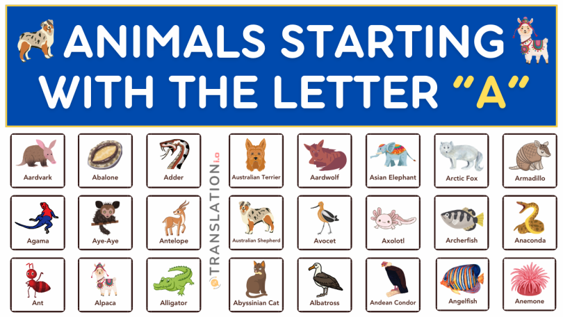 30 Cute Animals That Start with A in English with Pictures - Engrdu