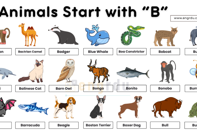 Boost Your English Language Learning Skills