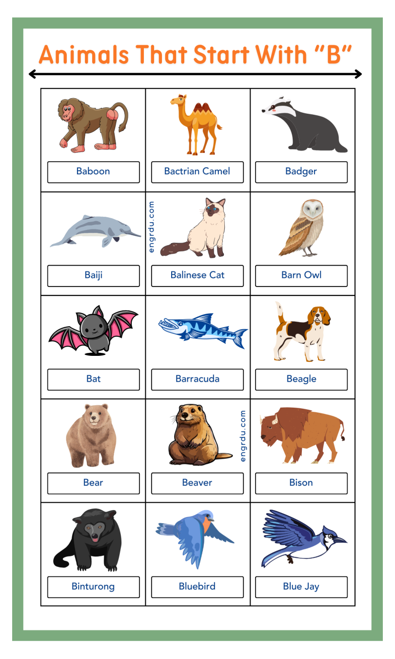 30+ Animals That Start with B in English with Pictures - Engrdu