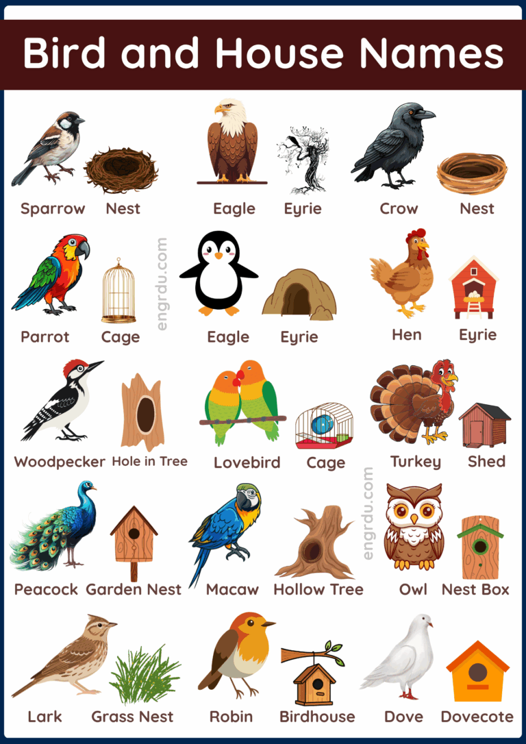 Bird and House Names: Learn 100+ Birds and Their Homes - Engrdu