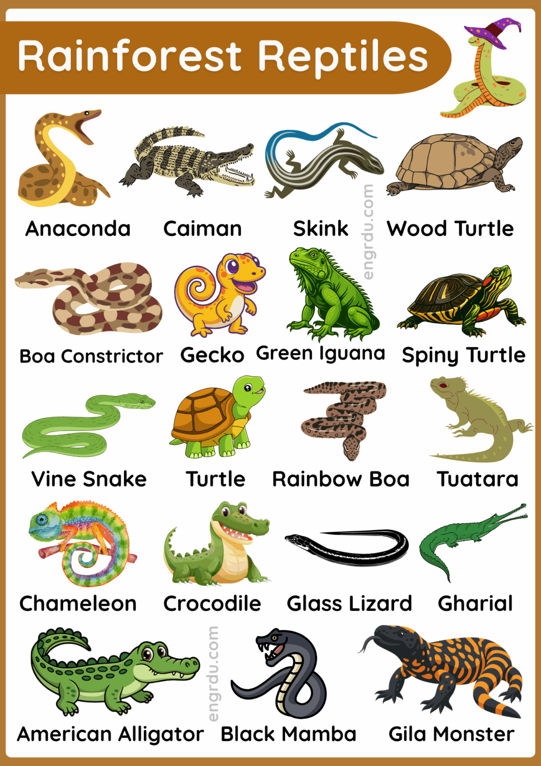 Rainforest Reptiles Names in English with Pictures - Engrdu